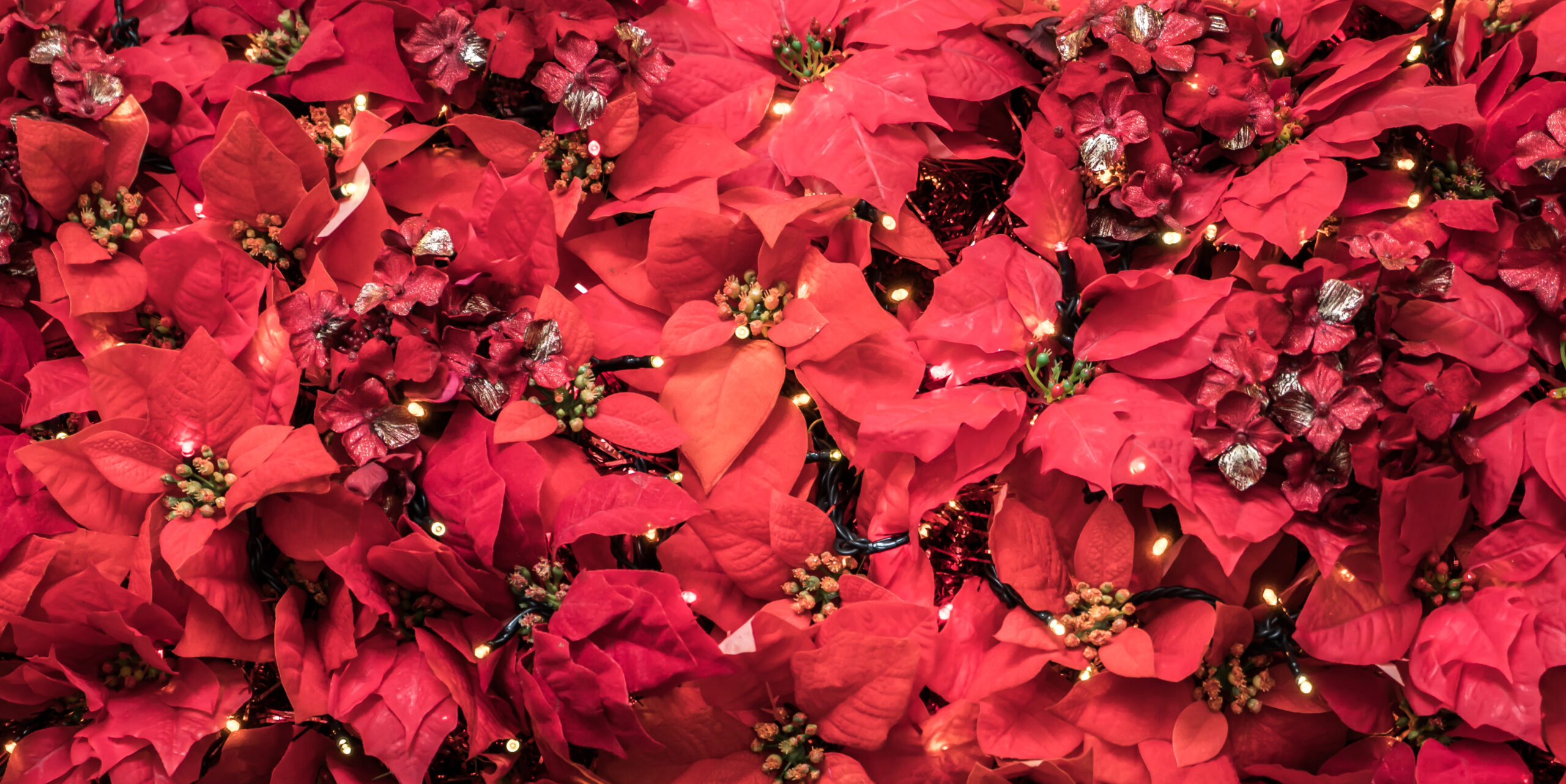 Plantas do Natal: significado, cuidados e como usar na decoração ...